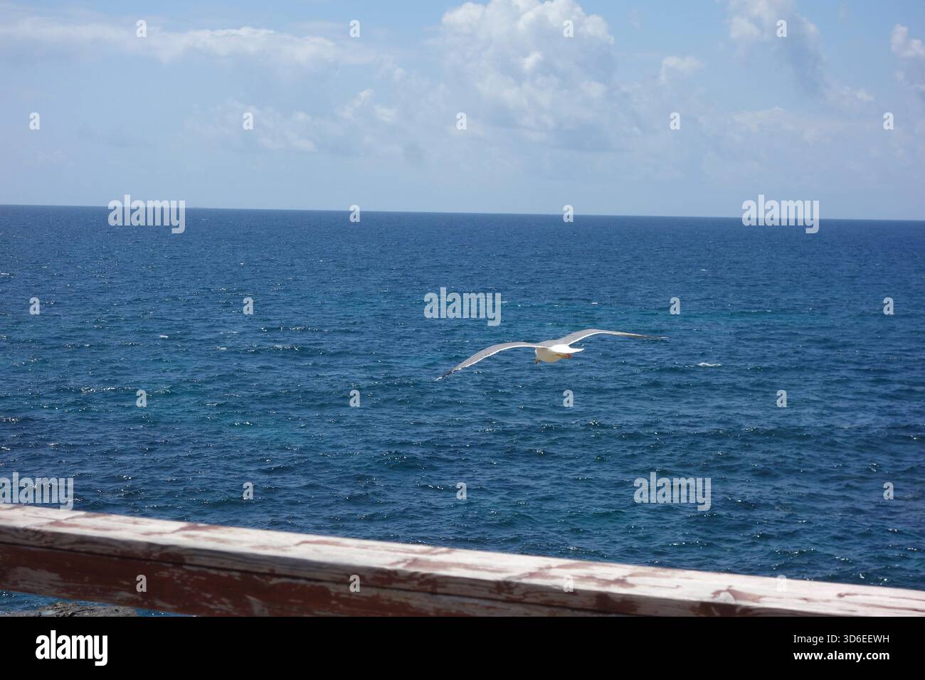 gull or seagull a seabird known for their squawking calls gull or ...