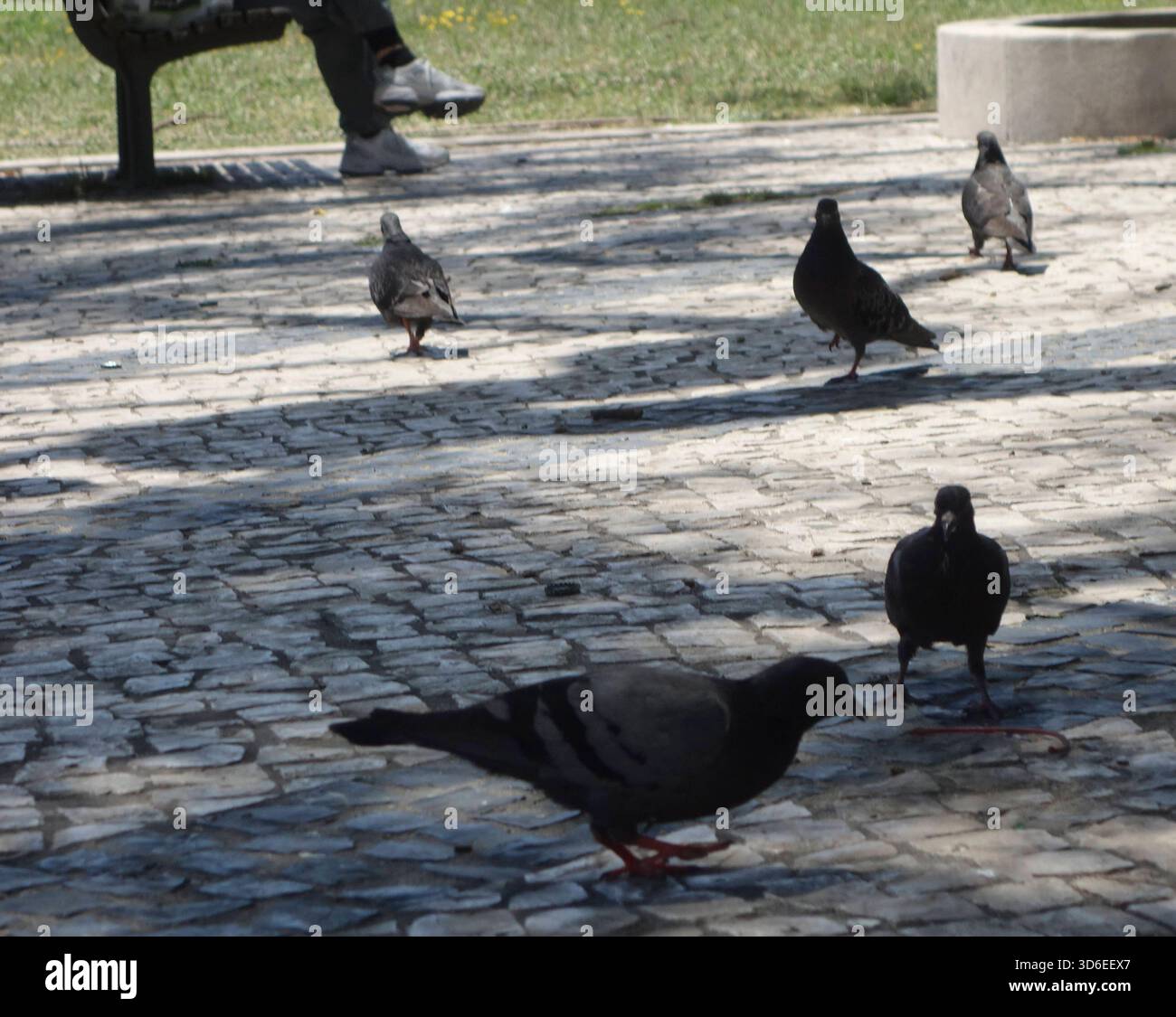 pigeon or dove, a flying feathered animal in the city pigeon or dove ...