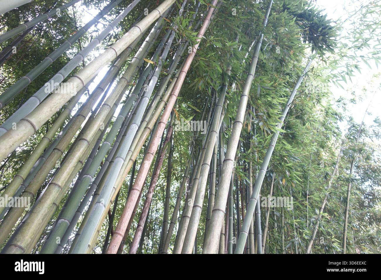 bamboo plants, evergreen perennial flowering plants of the grass family ...
