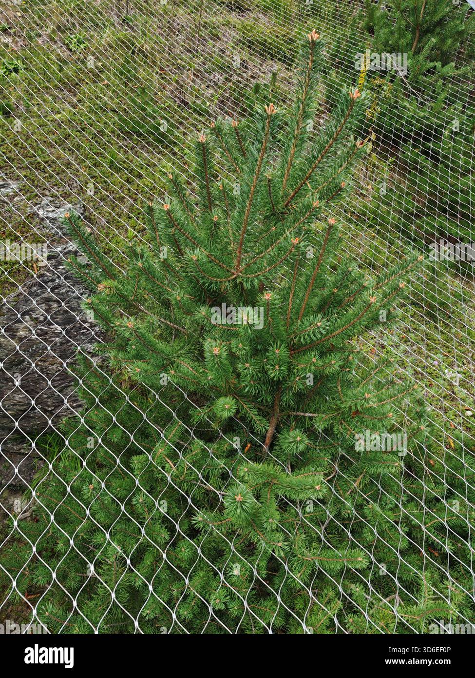 spruce trees with green needle leaves standing in a forest spruce trees ...