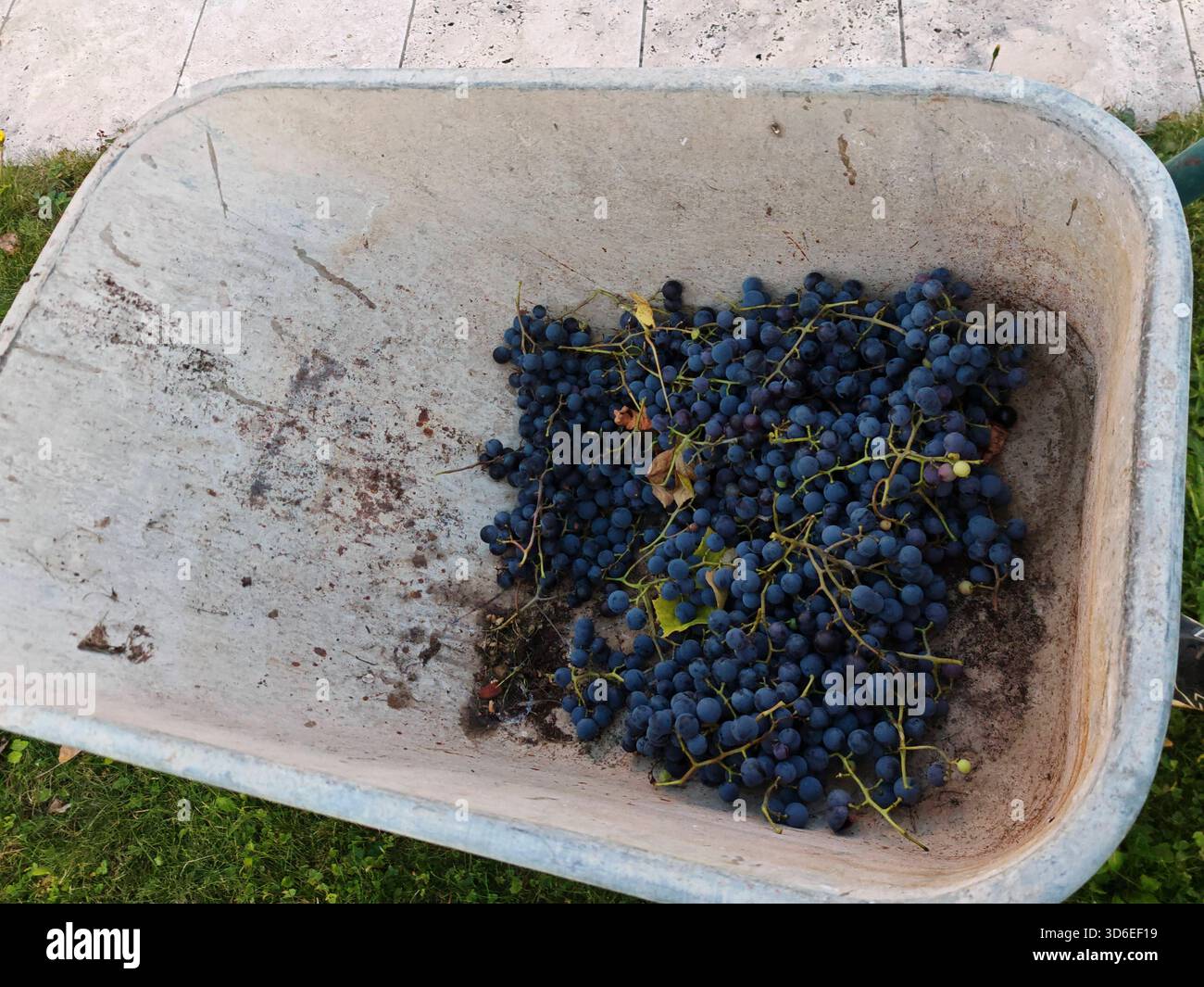 purple isabella grapes in the vineyard, fruit for making red wine ...
