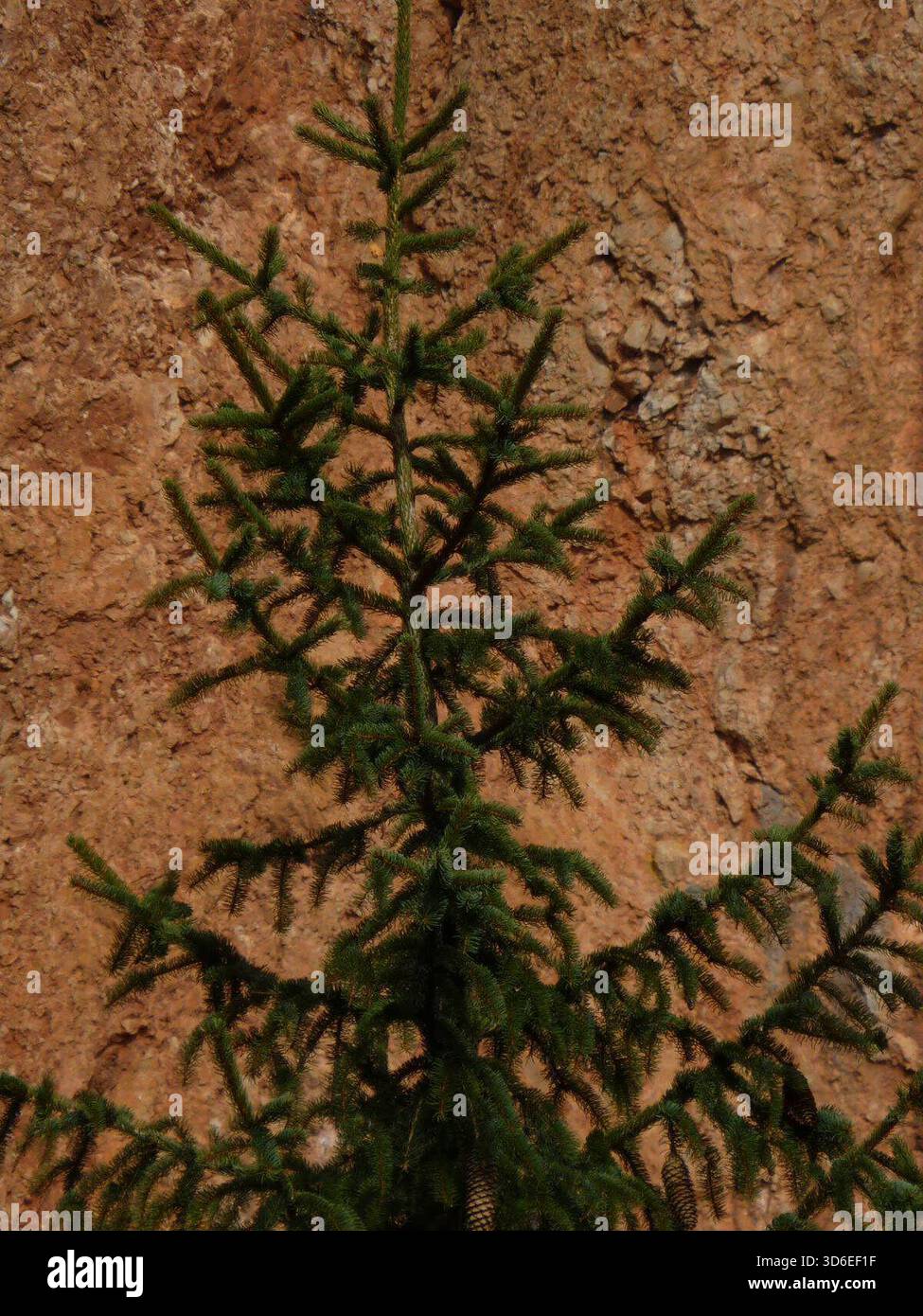 spruce trees with green needle leaves standing in a forest spruce trees ...