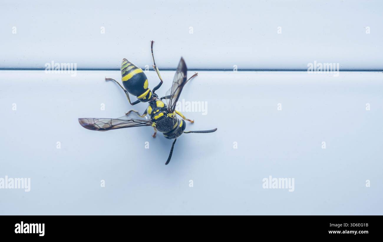 Yellow jacket wasp crawling on a minimalist light background, showing ...