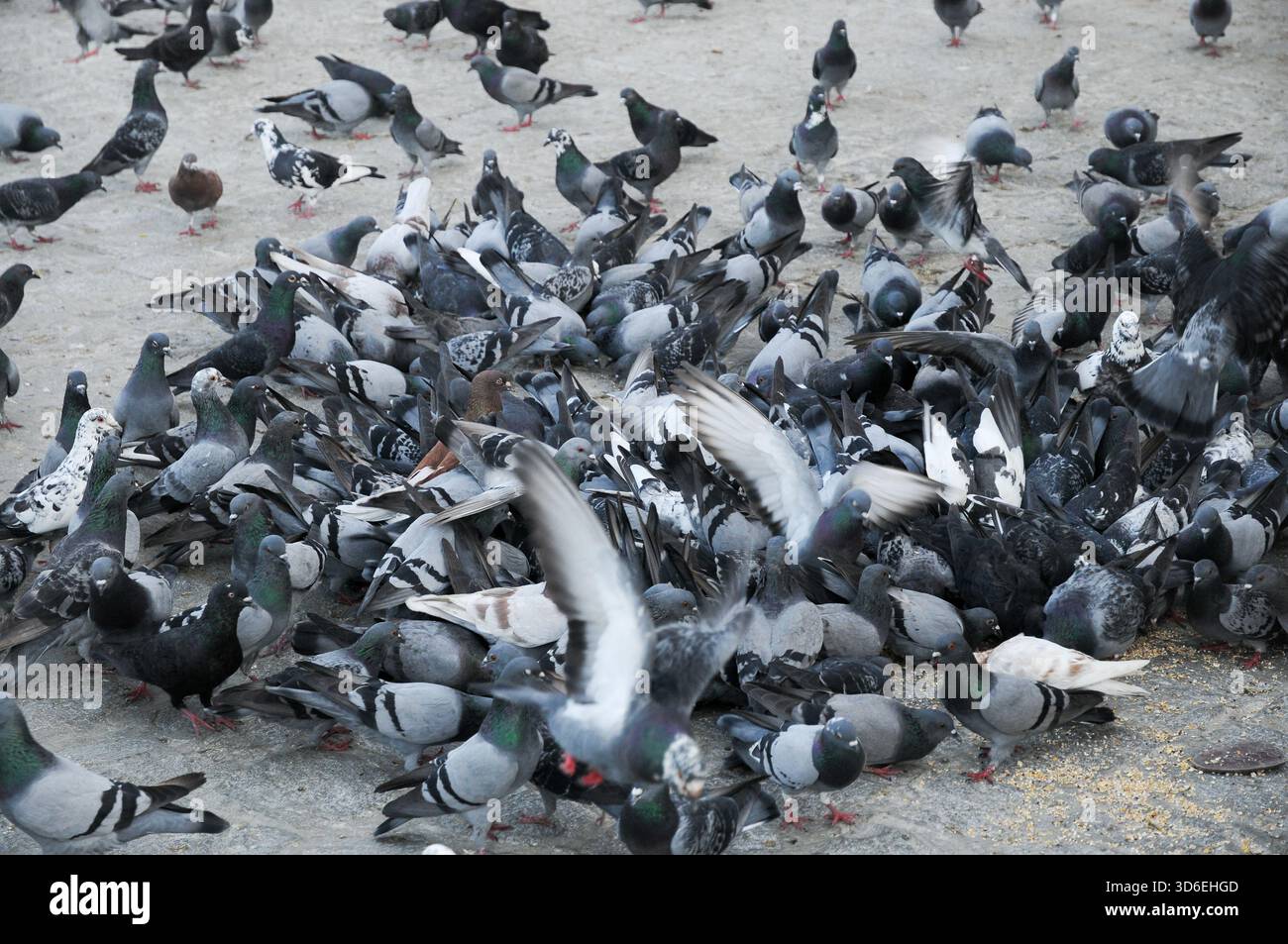 large group of feral pigeons (also known as rock pigeons) foraging on ...