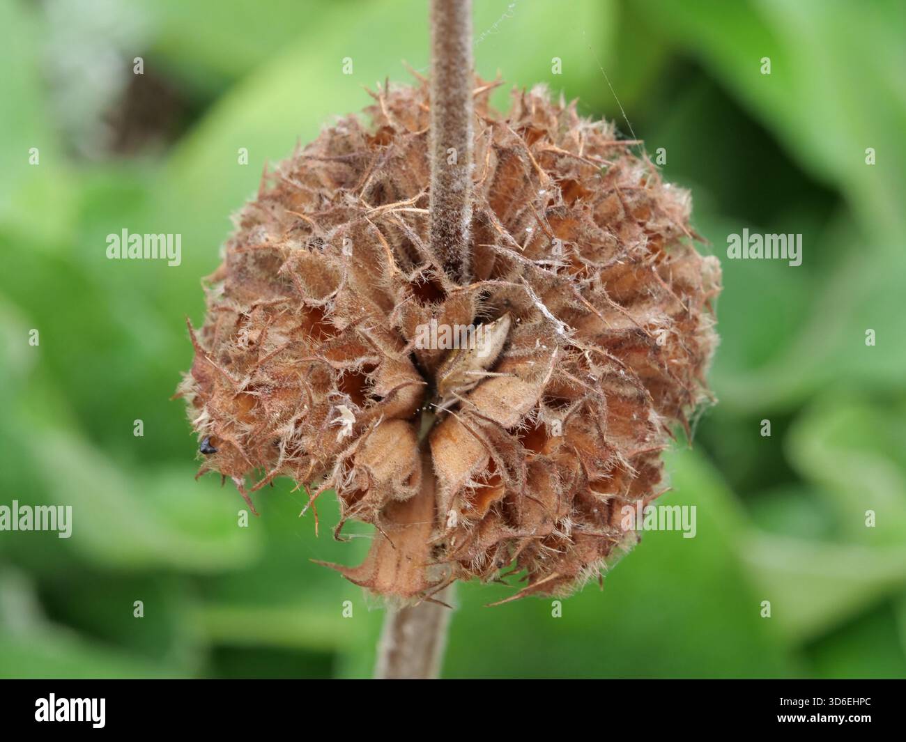 Phlomis russeliana seedhead hi-res stock photography and images - Alamy