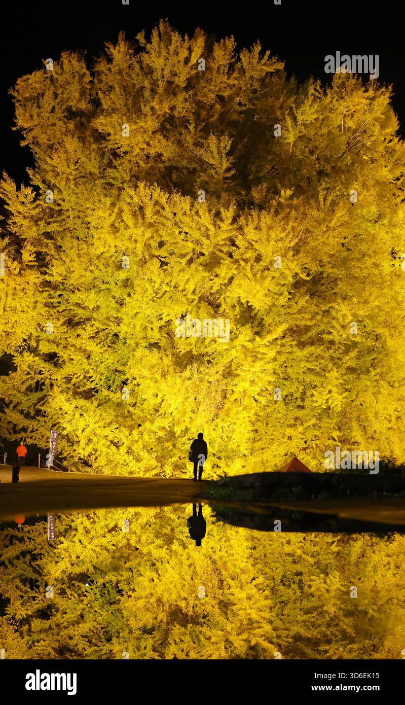 The ginkgo trees of Kitakanegasawa are illuminated in Fukaura Town ...