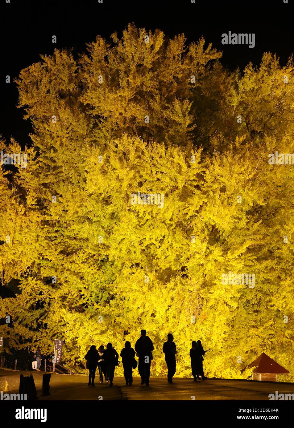 The ginkgo trees of Kitakanegasawa are illuminated in Fukaura Town ...