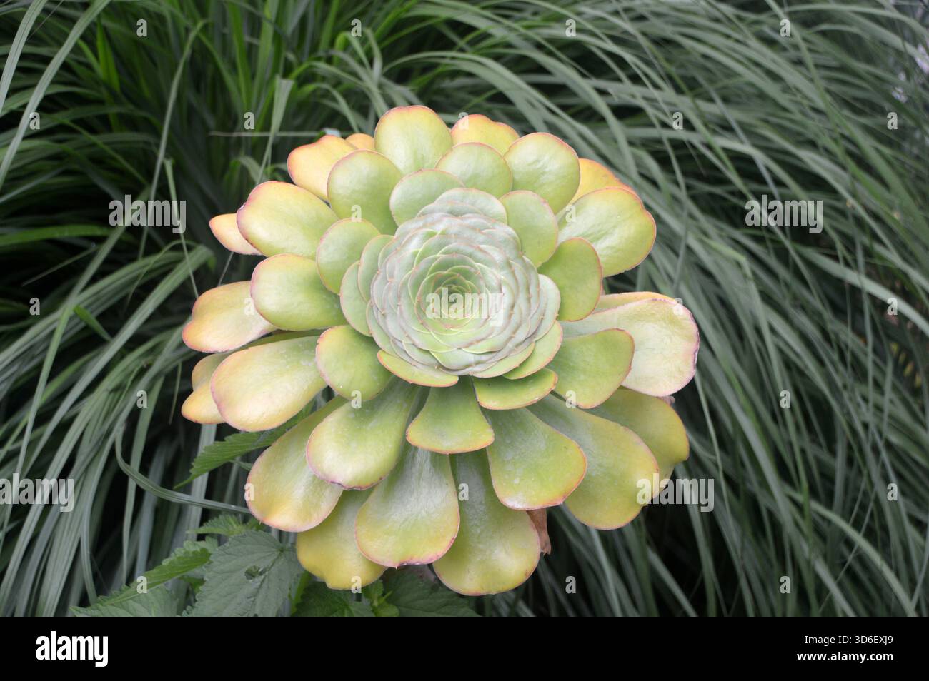 Green Aeonium Canariense 'Canary Island Aeonium) Succulent on Display ...