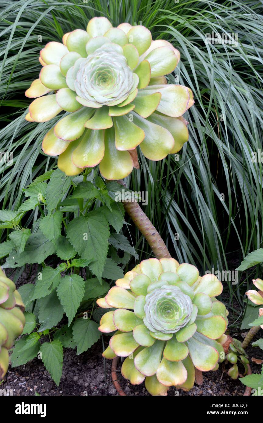 Green Aeonium Canariense 'Canary Island Aeonium) Succulent on Display ...