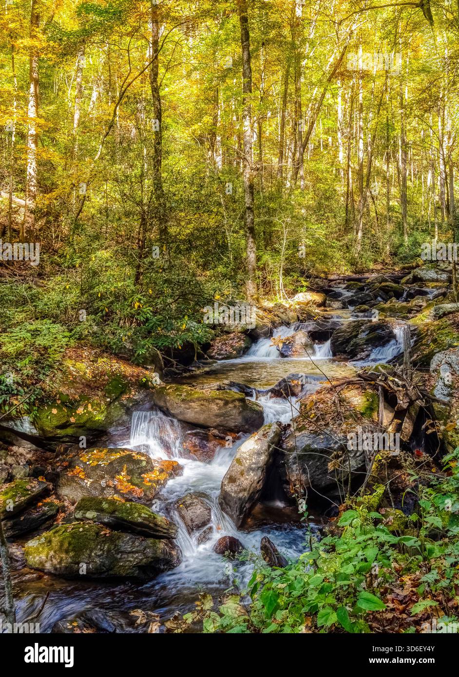 Smith Creek along the Anna Ruby Falls Trail in the Chattahoochee-Oconee ...