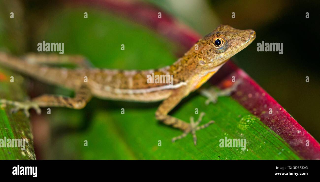 Anolis, Anole Lizard, Tropical Rainforest, Corcovado National Park, Osa ...