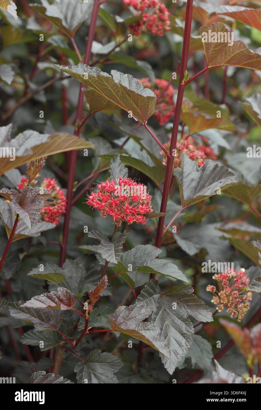 Physocarpus opulifolius 'Diabolo' displaying characteristic red ...