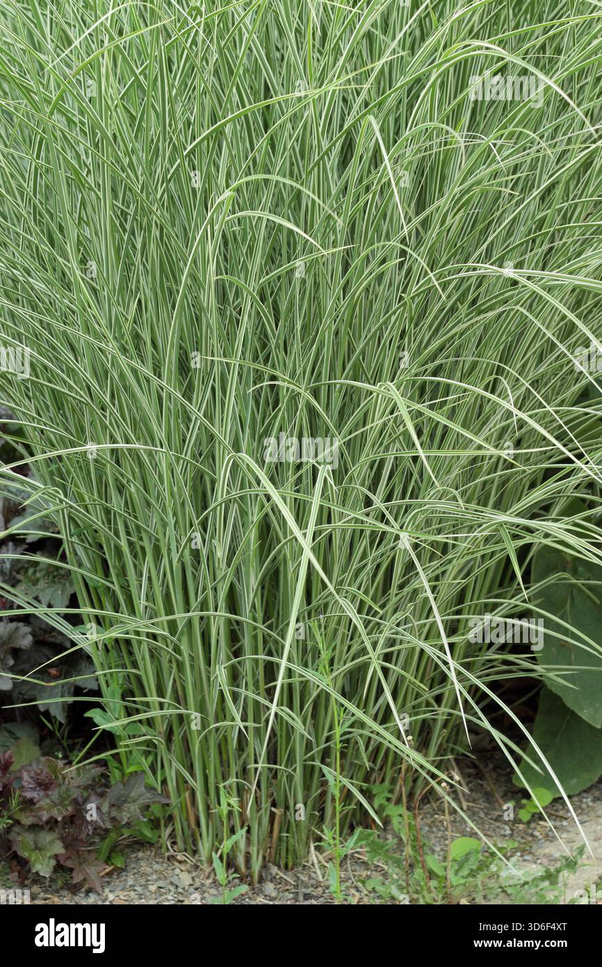 Deciduous perennial grasses hi-res stock photography and images - Alamy