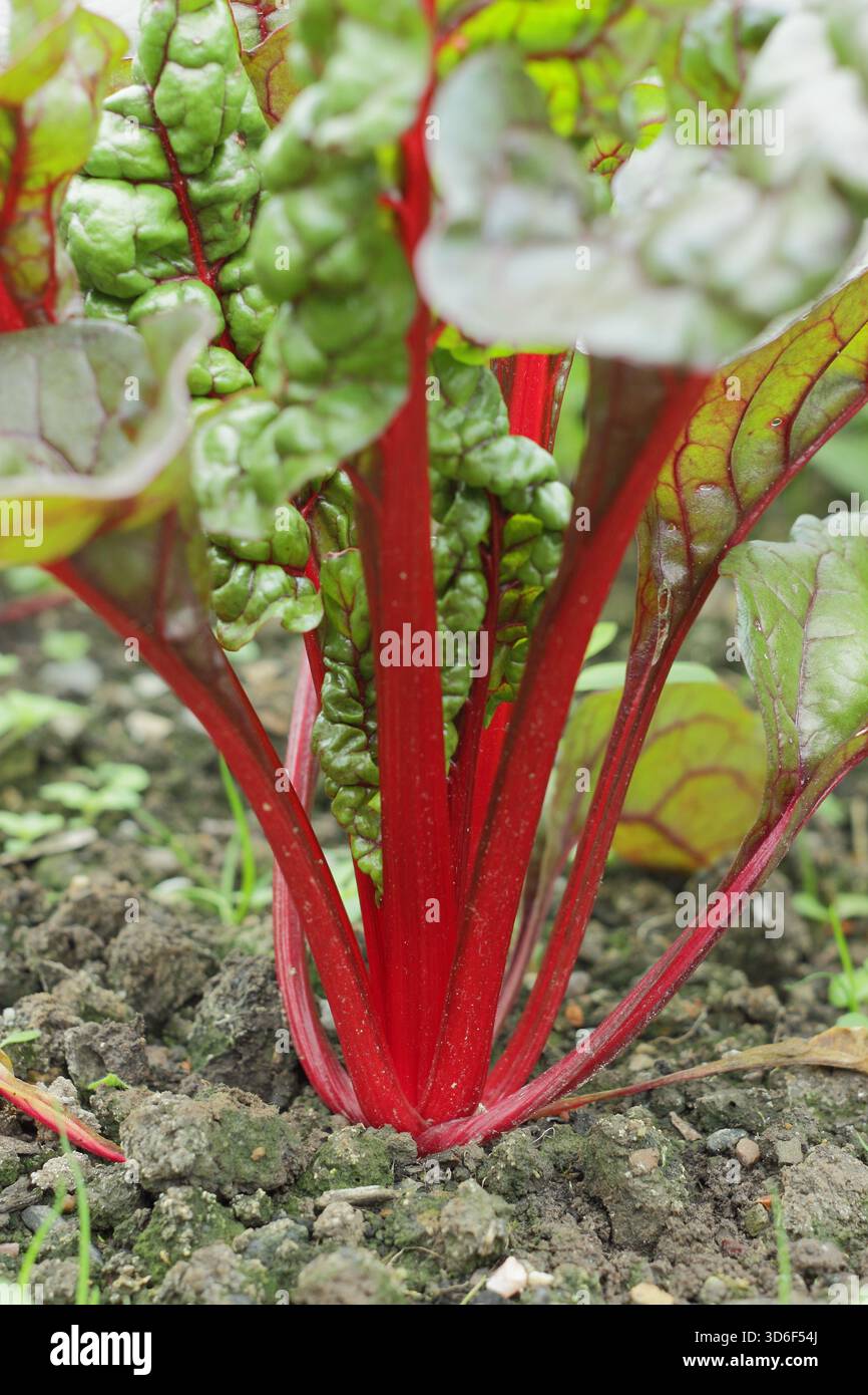 Swiss Chard 'Vulcan', a decorative variety of leafy vegetable chard ...