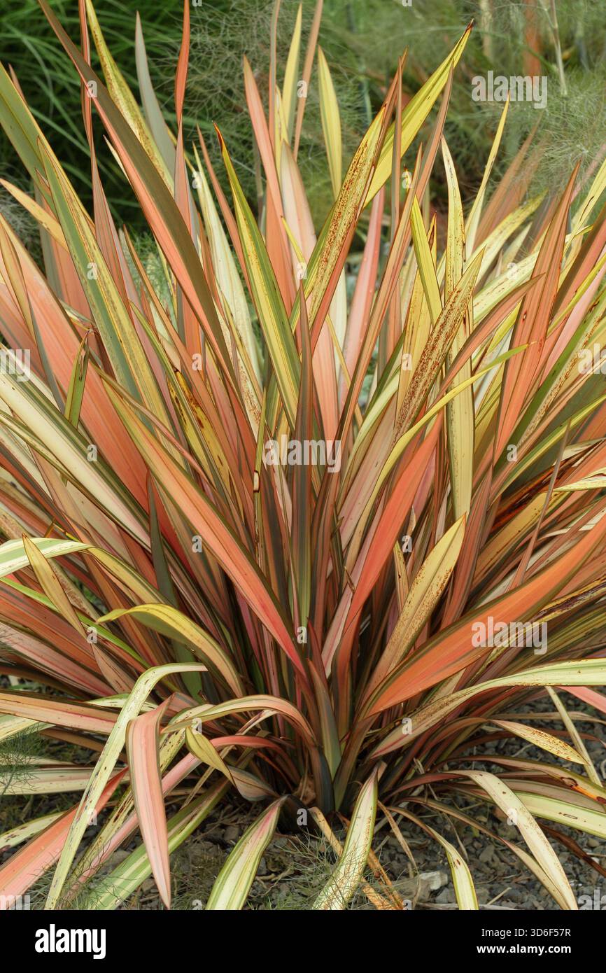 Phormium 'Maori Sunrise', striking evergreen exotic perennial with ...