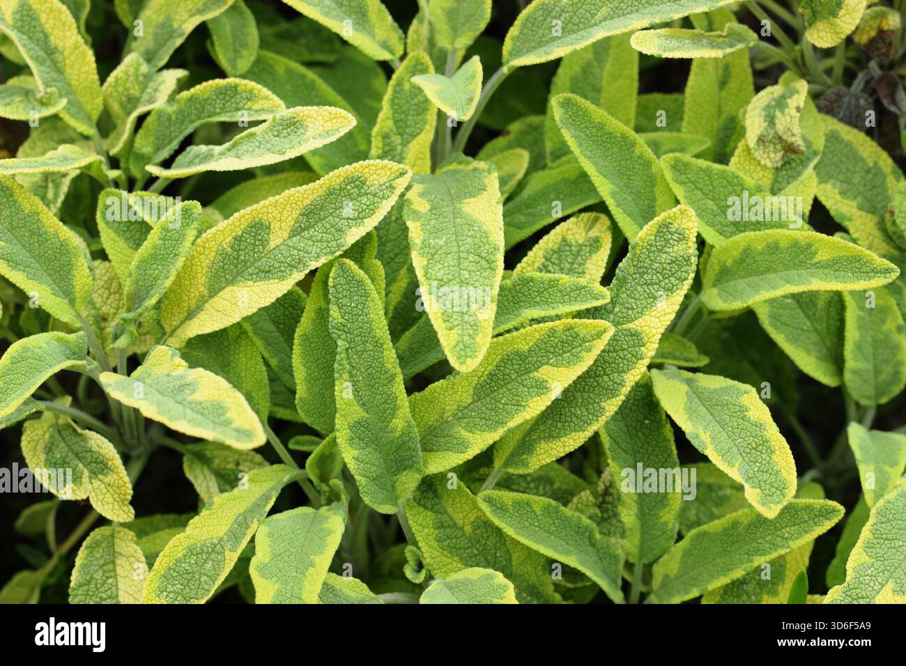 Salvia officinalis Icterina, a variegated culinary herb also known as ...