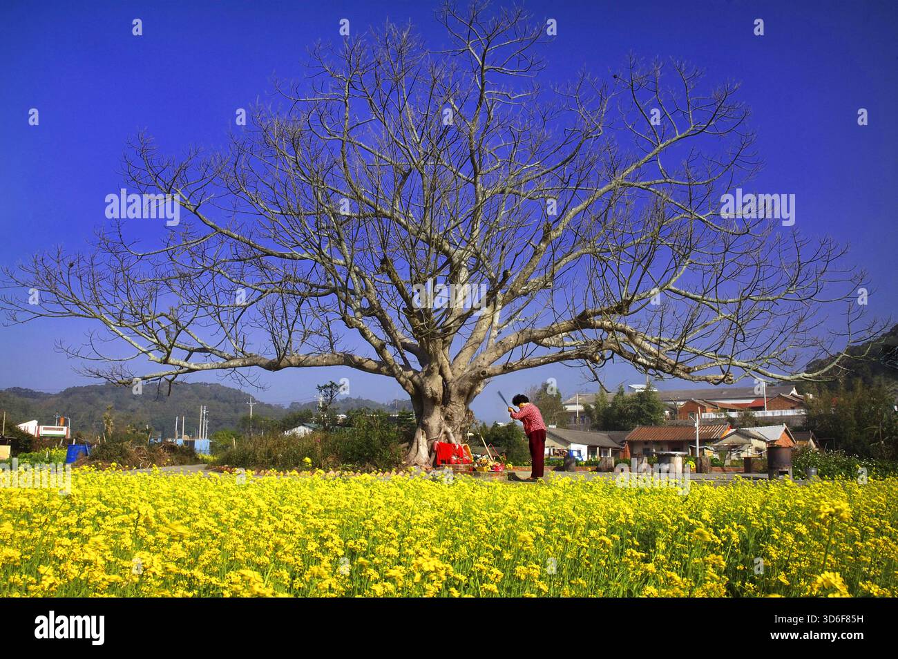 Devout Person Praying Beneath Ancient Tree in Taiwan Stock Photo - Alamy