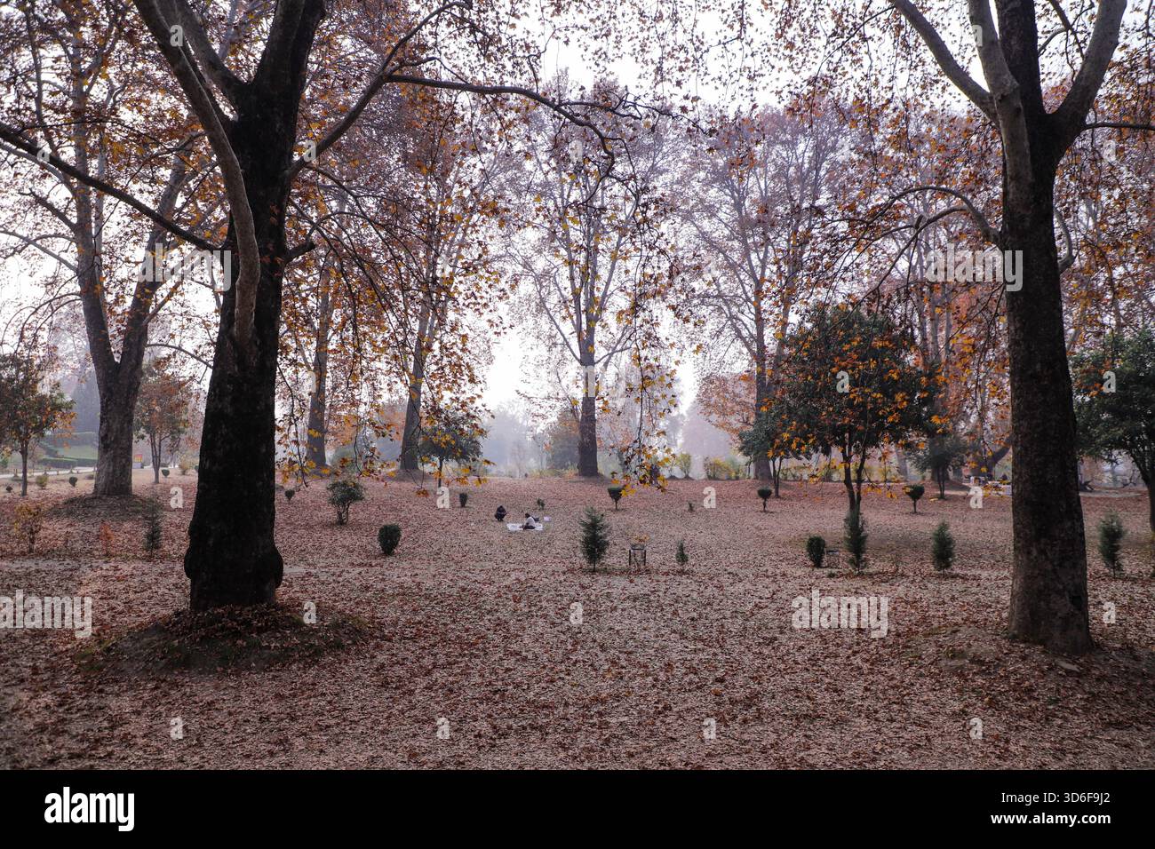 November 20, 2025, Srinagar, Kashmir, India: A view of the Mughal ...