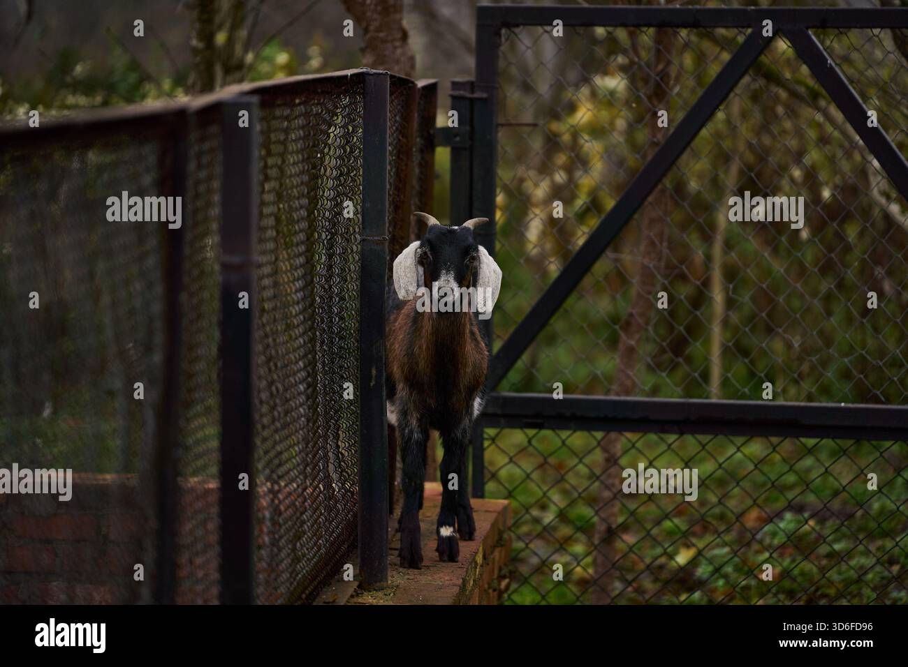 goat on path, country setting showing vigilant goat on narrow wooden ...