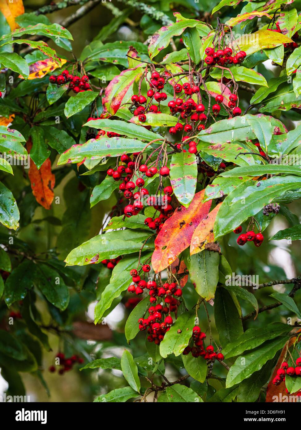 Red autumn berries of the semi evergreen hardy large shrub to small ...