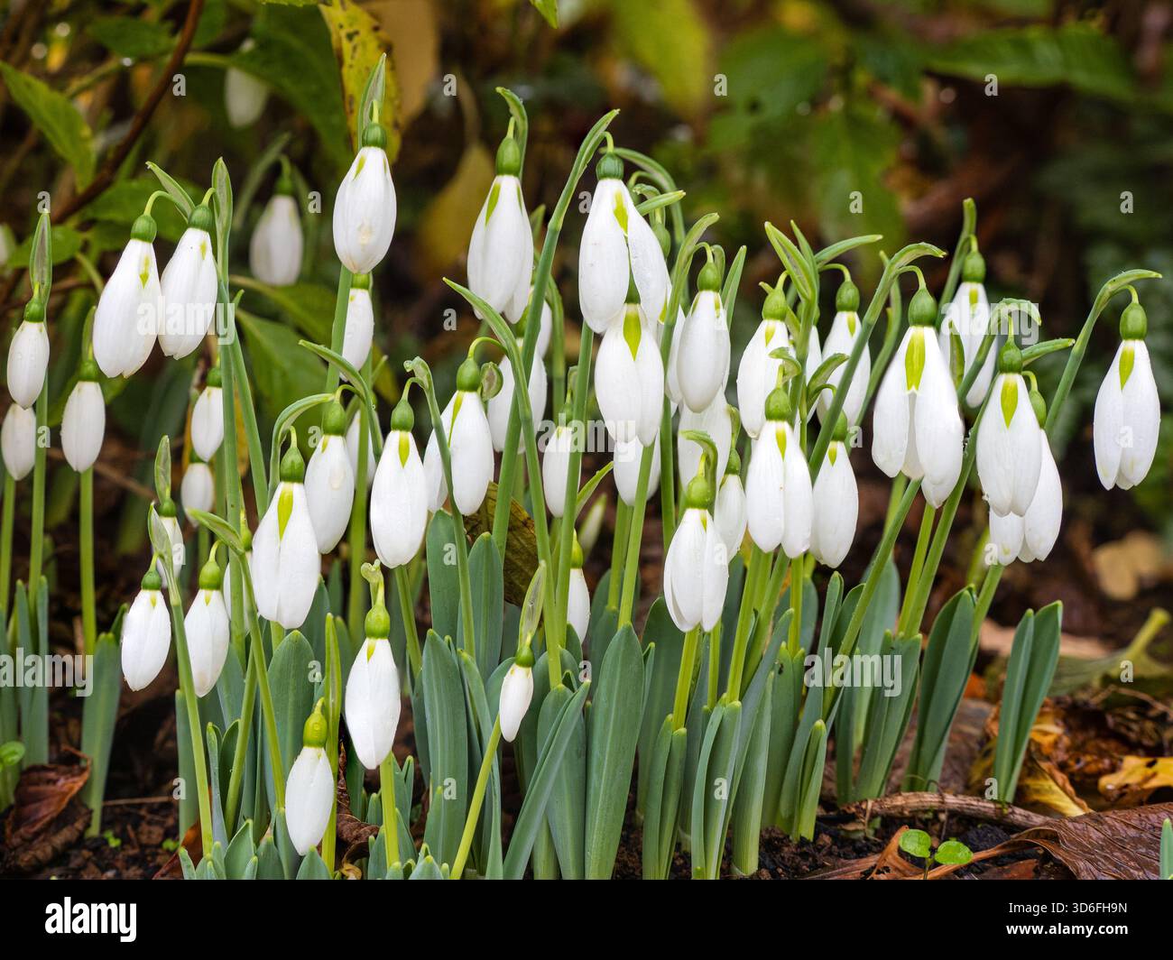 Early winter flowering blooms of the hardy giant snowdrop bulb ...