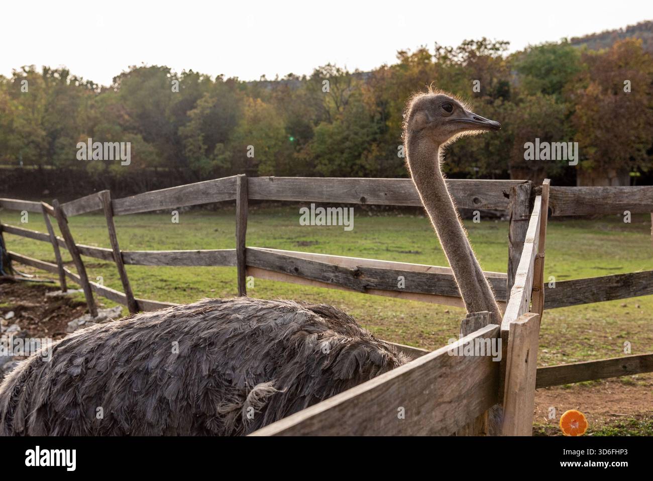 Domestic emu ostrich walking around spacious stable on farm, animals ...