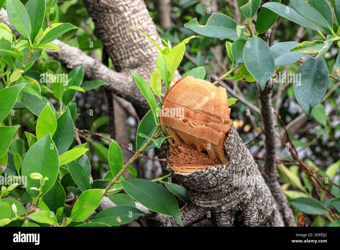 closeup of cut branch on a tree. The cut is open and gives a look to ...