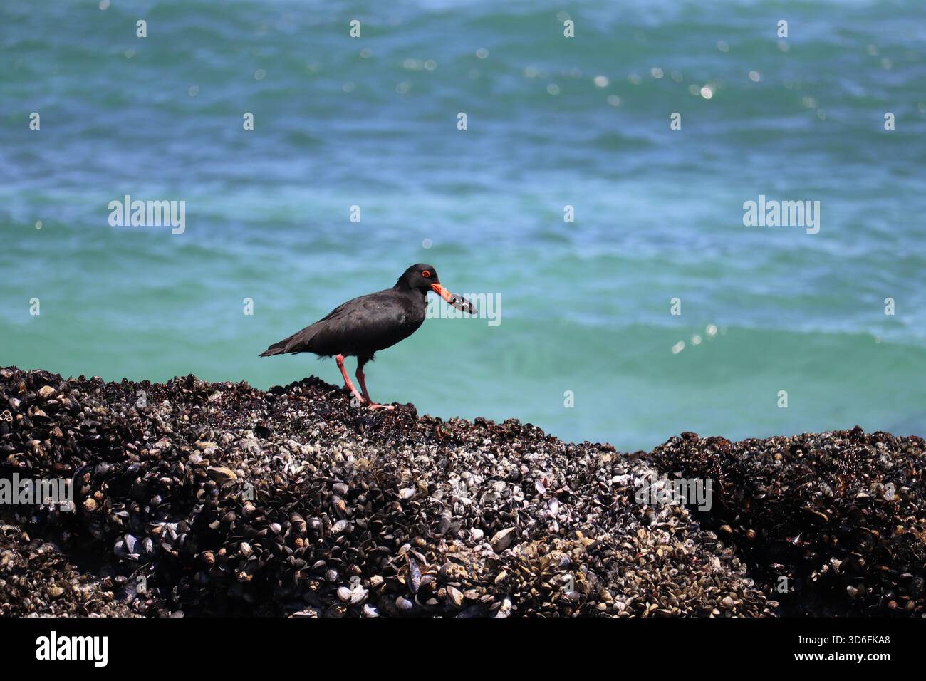 Black oystercatcher holding mussel hi-res stock photography and images ...