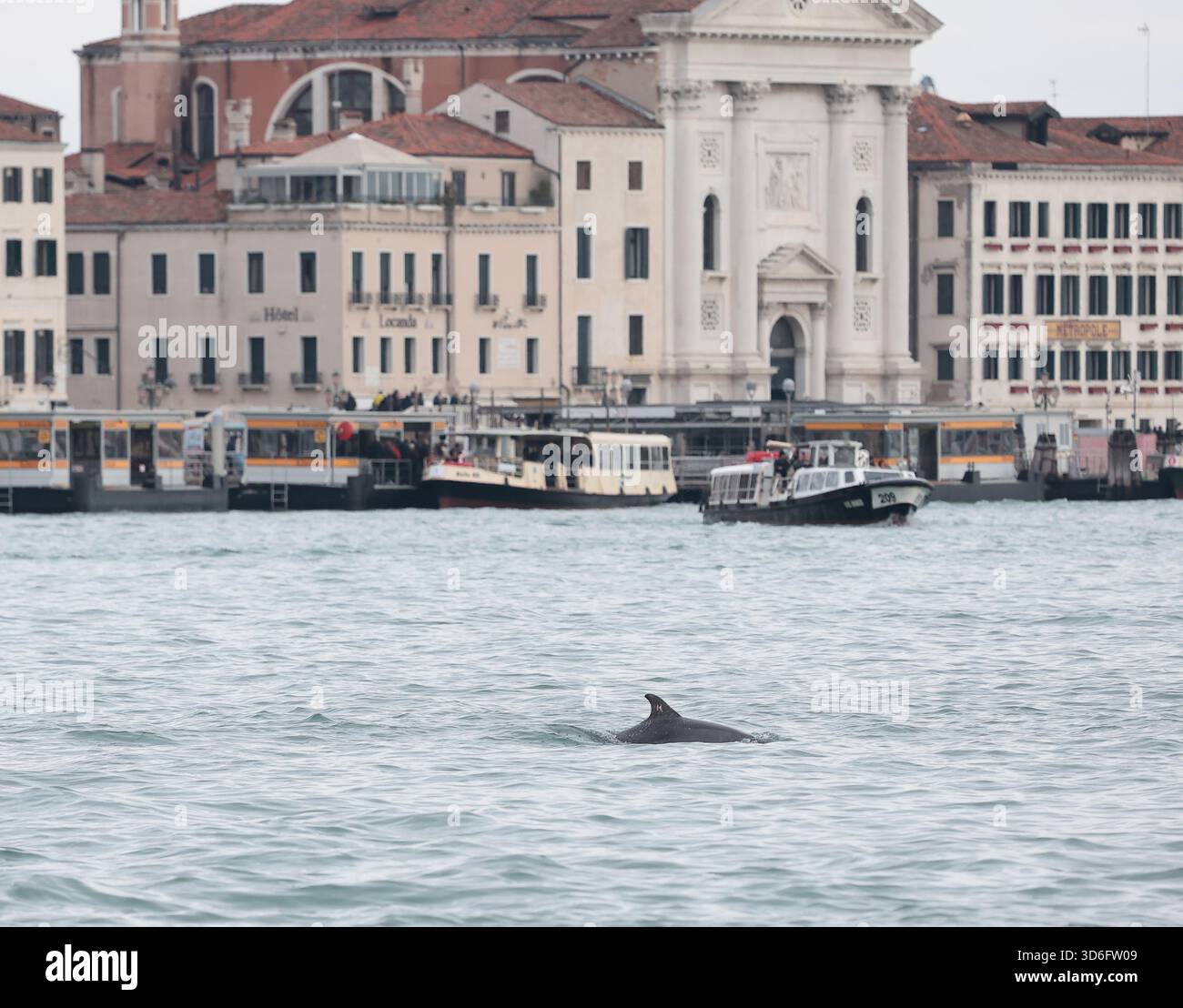 The dolphin Mimmo-Nane in the San Marco basin in Venice Stock Photo - Alamy