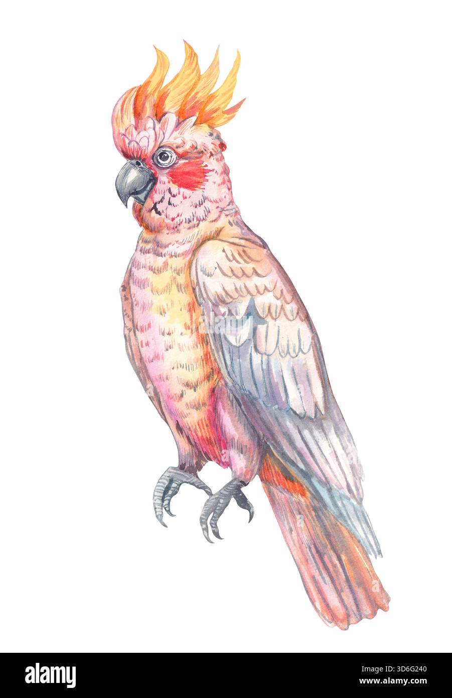 Parrots of the rainforest Cut Out Stock Images & Pictures - Alamy