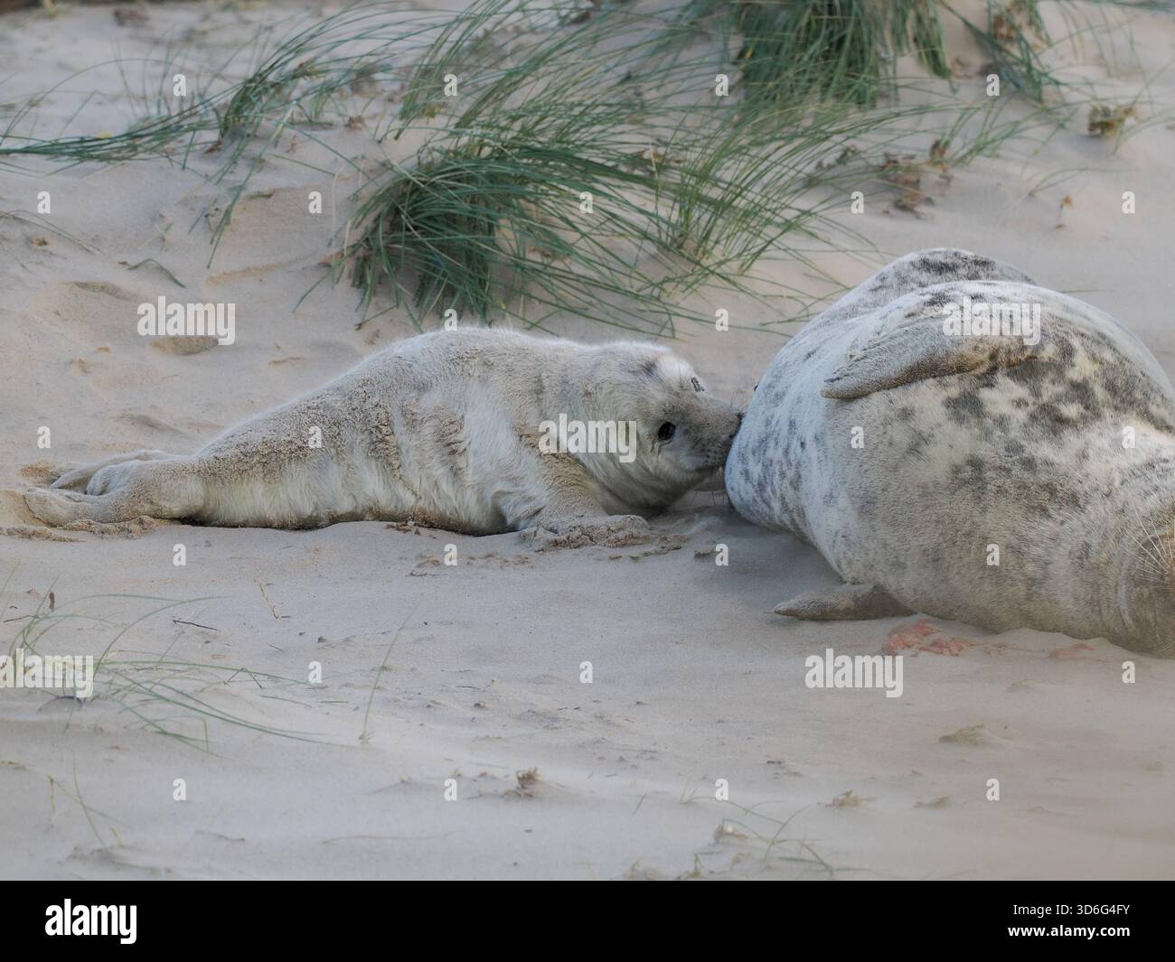 Baby Grey Seal drinking milk, Wiinterton, Norfolk, UK Stock Photo - Alamy