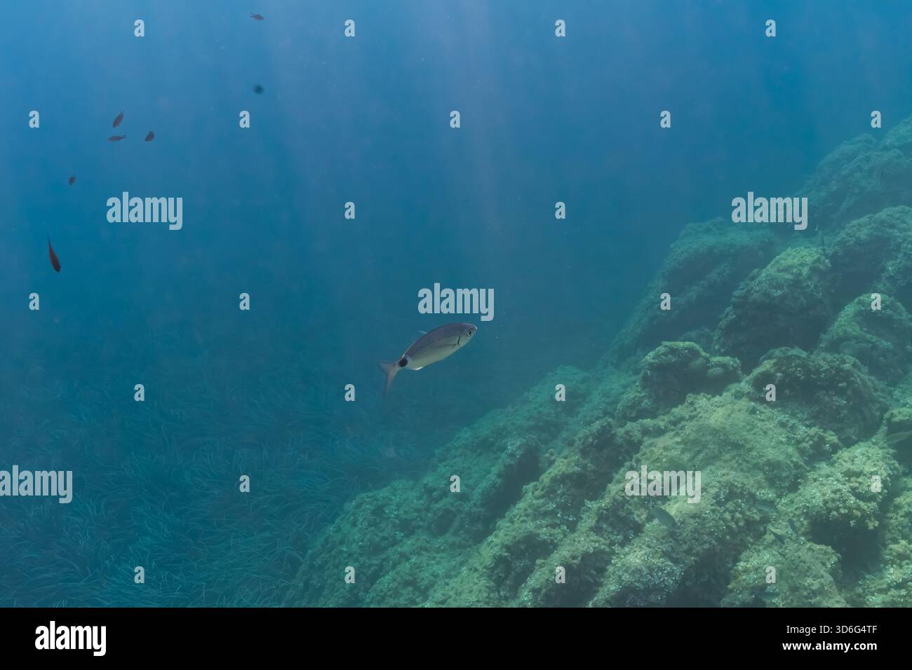 Solitary Saddled Seabream swimming near a rocky reef in the deep blue ...