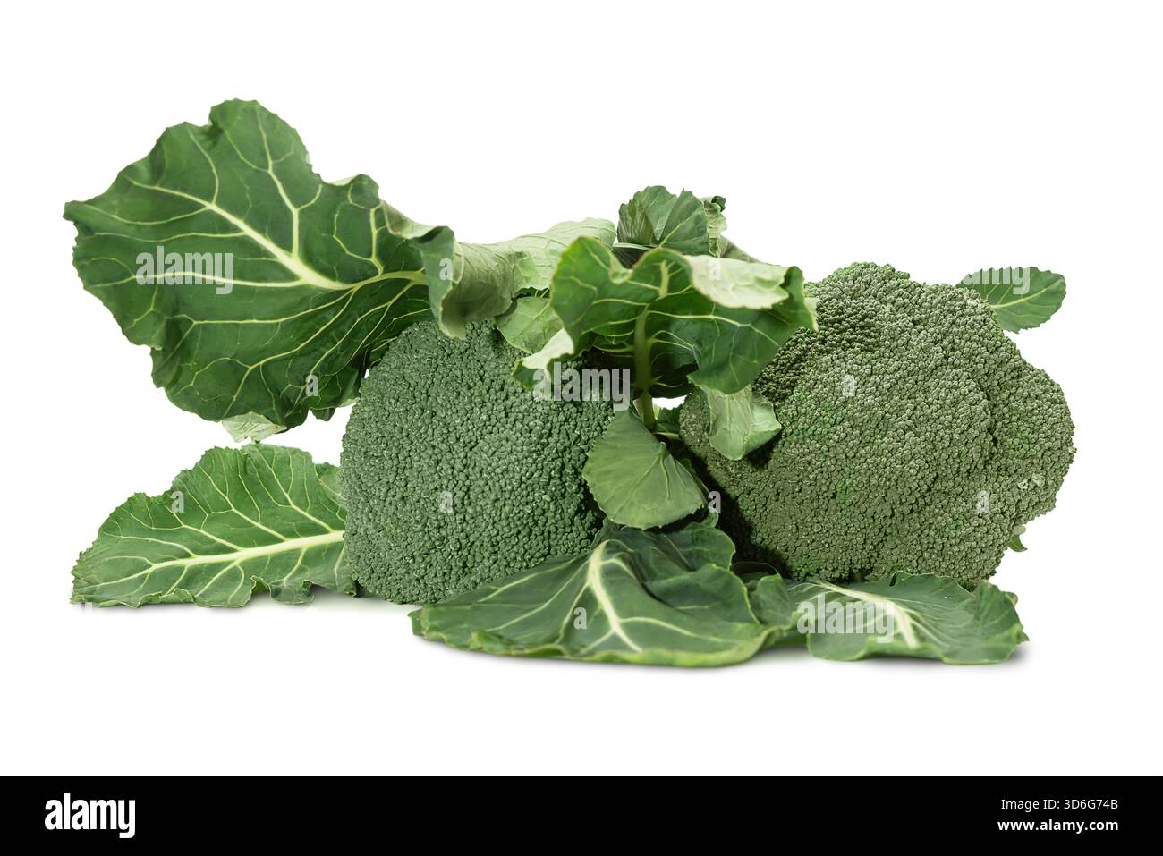 Fresh display foliage Cut Out Stock Images & Pictures - Alamy