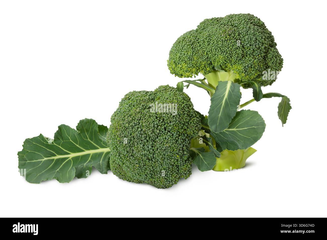 Two heads of fresh broccoli are shown, featuring bright green florets ...