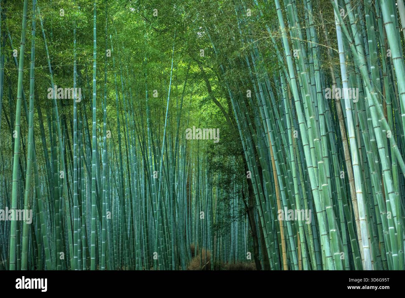 Bamboo grove trail hi-res stock photography and images - Alamy