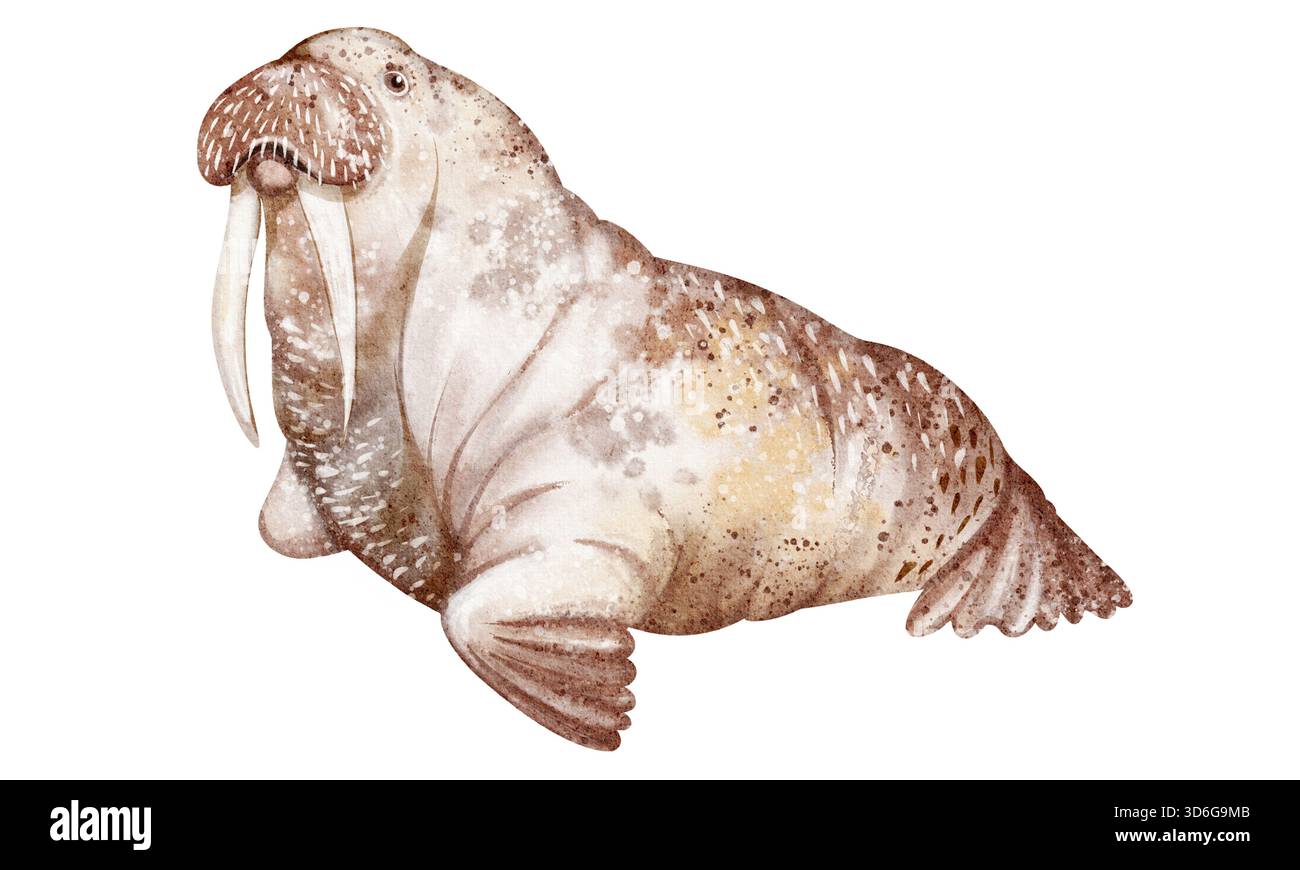 Walrus watercolor drawing with tusks. Marine pinniped in arctic setting ...