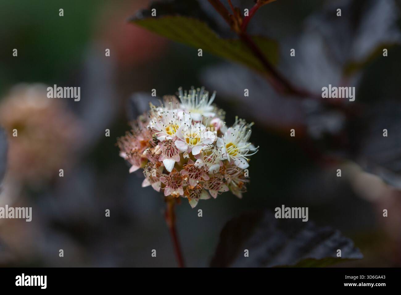physocarpus opulifolius red baron shrub with tiny flowers Stock Photo ...