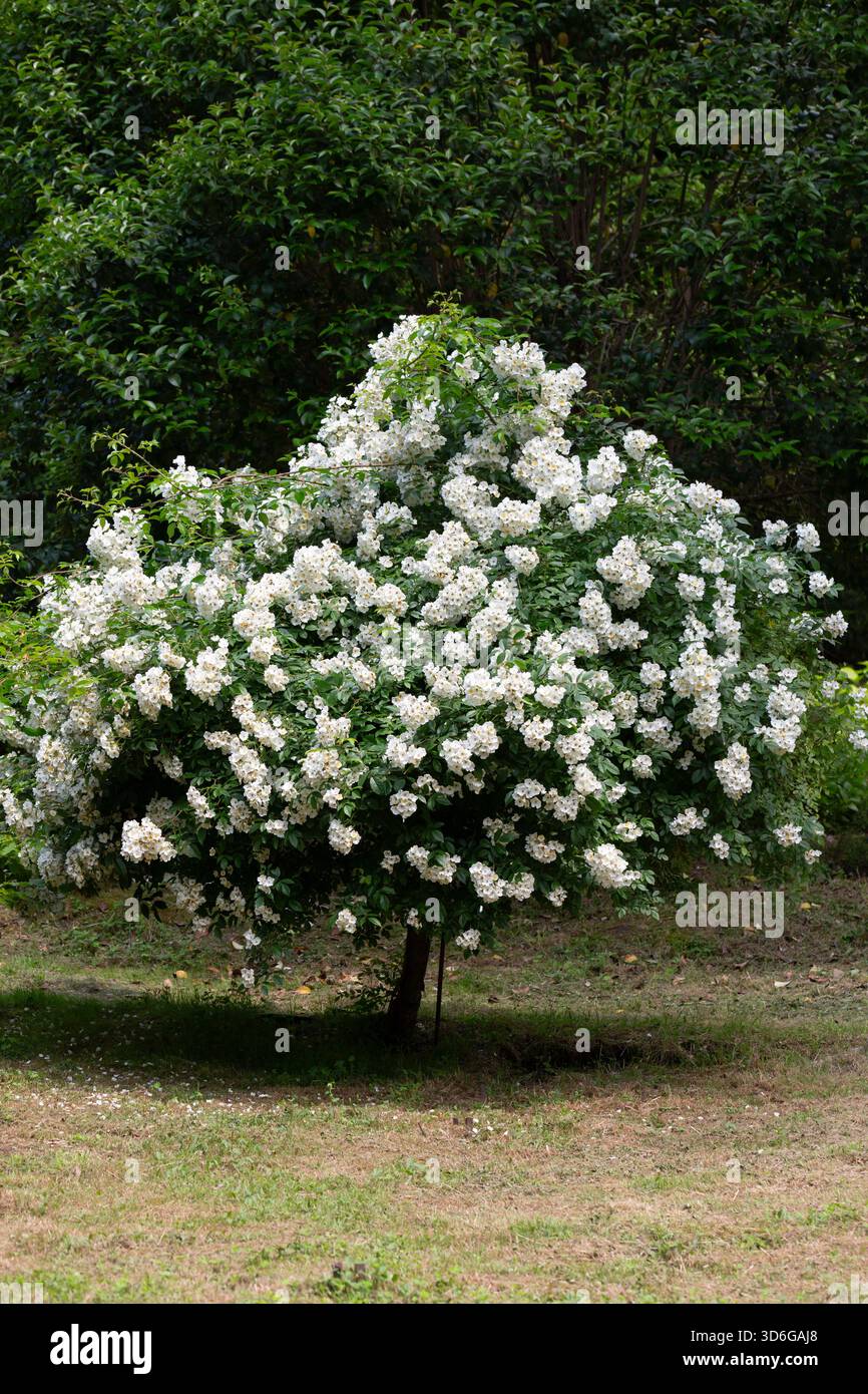 Multiflora rose (Rosa multiflora), a vigorous, thorny shrub with small ...