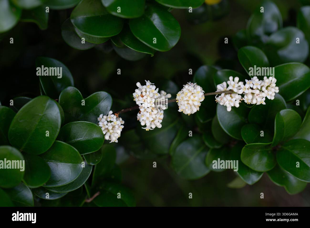 clusters of white flowers of -Ligustrum japonicum rotundifolium shrub ...
