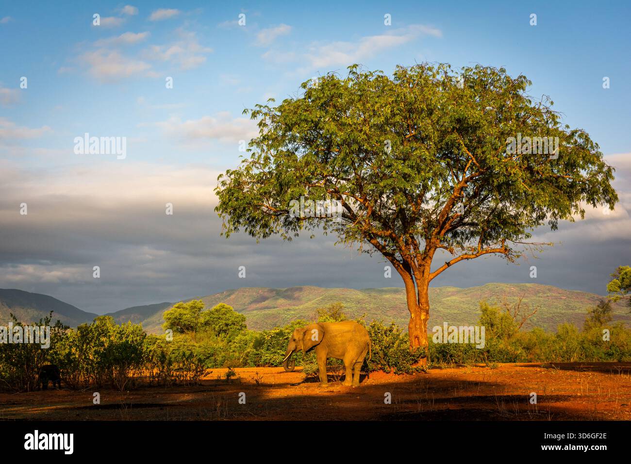 Selection Of Elephant Habitats And Regions Within Africa In Forests