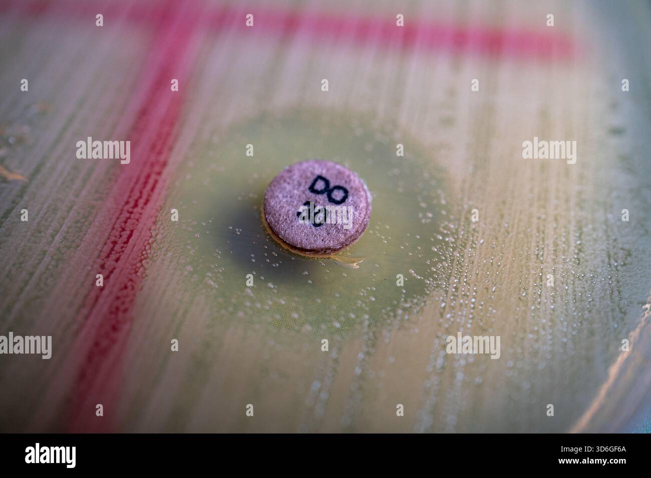 Antibiotic disc on agar plate showing zone of inhibition Stock Photo ...