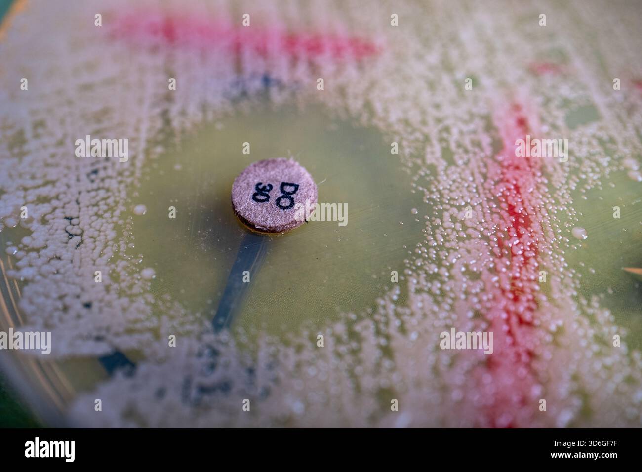 Petri dish with bacterial colonies and antibiotic disc Stock Photo - Alamy
