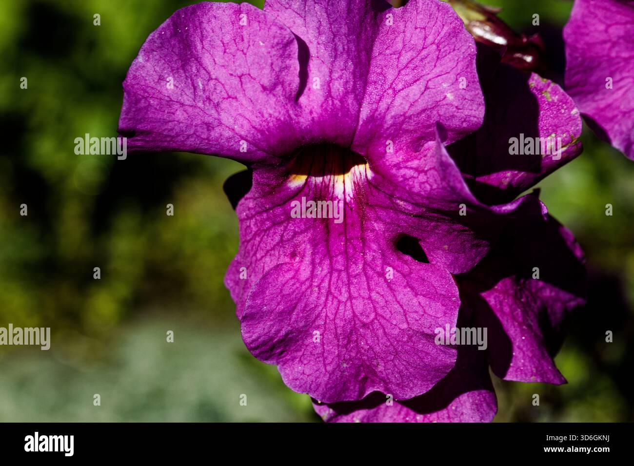 Petunia × atkinsiana (synonym: Petunia × hybrida) is a Petunia plant ...