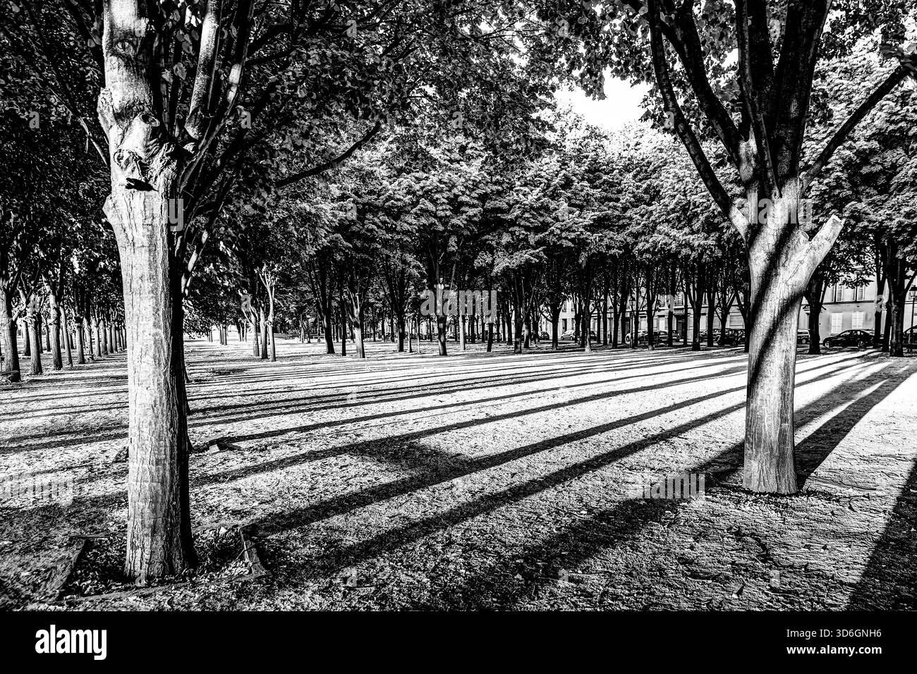 Long shadows across Black and White Stock Photos & Images - Alamy