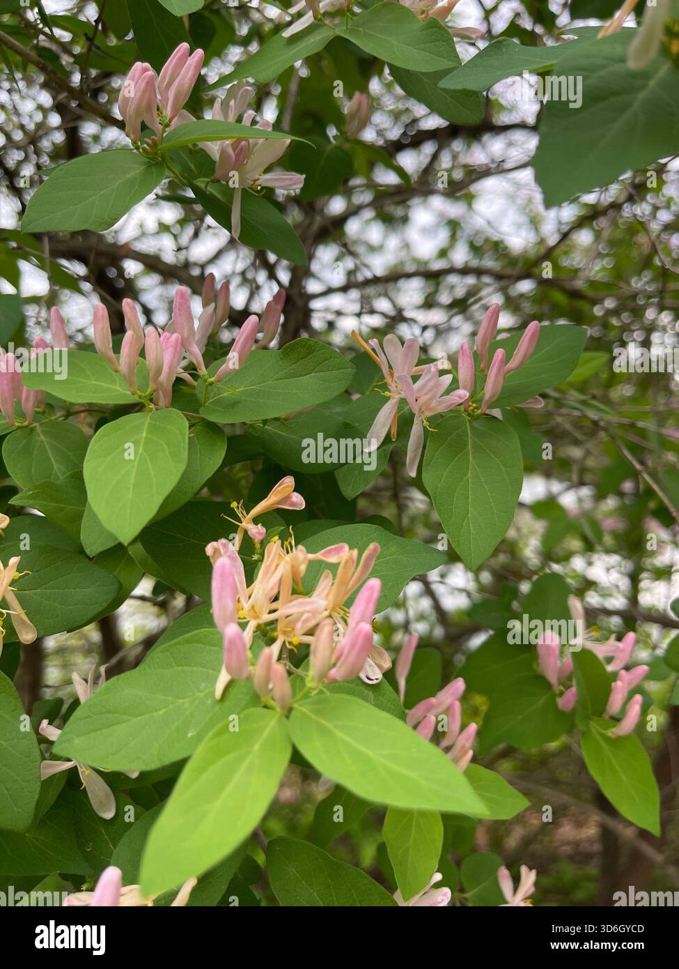 Fragrant honeysuckle blooms gracefully in Central Park, filling the ...