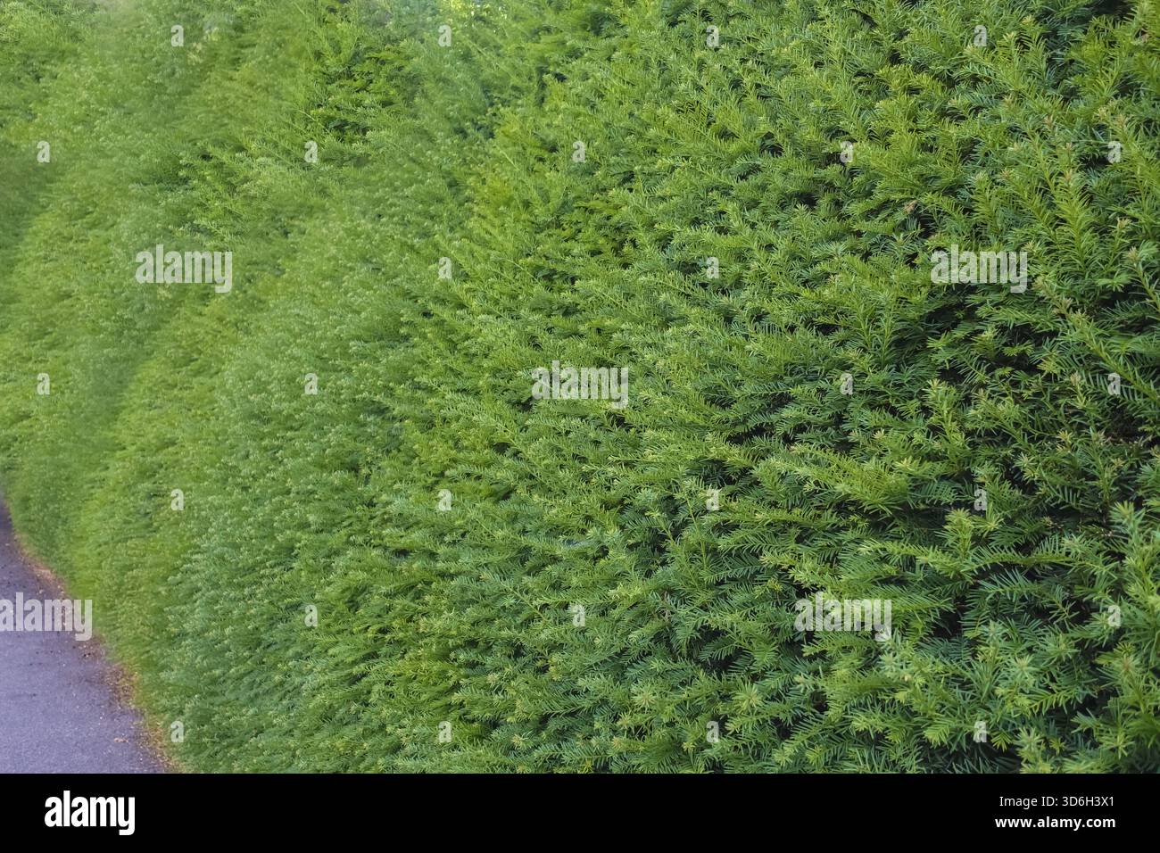Yew hedge plants hi-res stock photography and images - Alamy