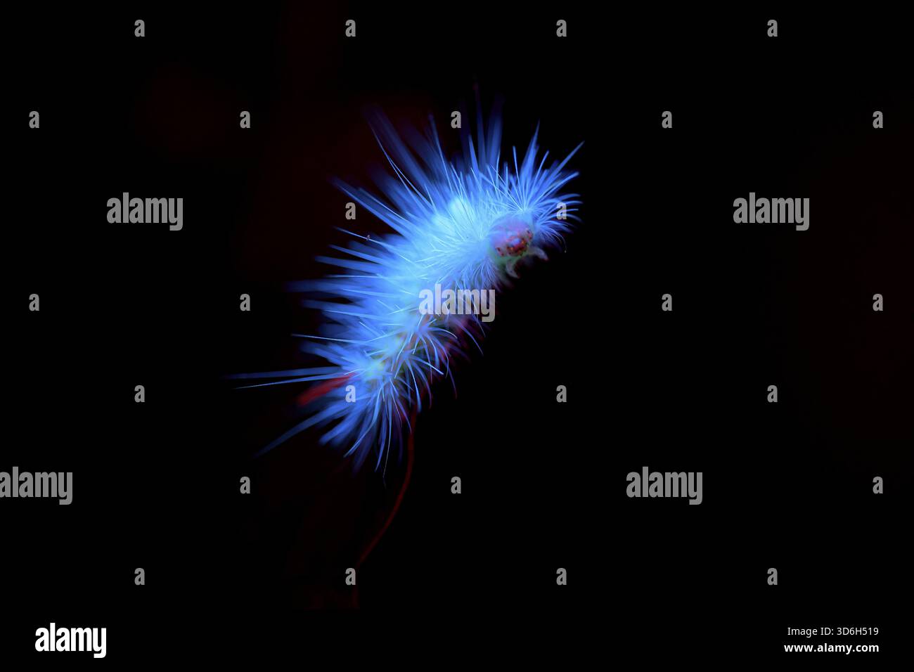 Caterpillar blue glow hi-res stock photography and images - Alamy
