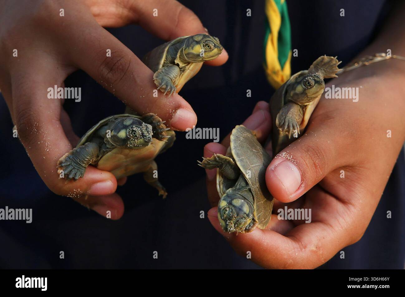 A student holds turtle hatchlings (podocnemis expansa) ahead of their ...