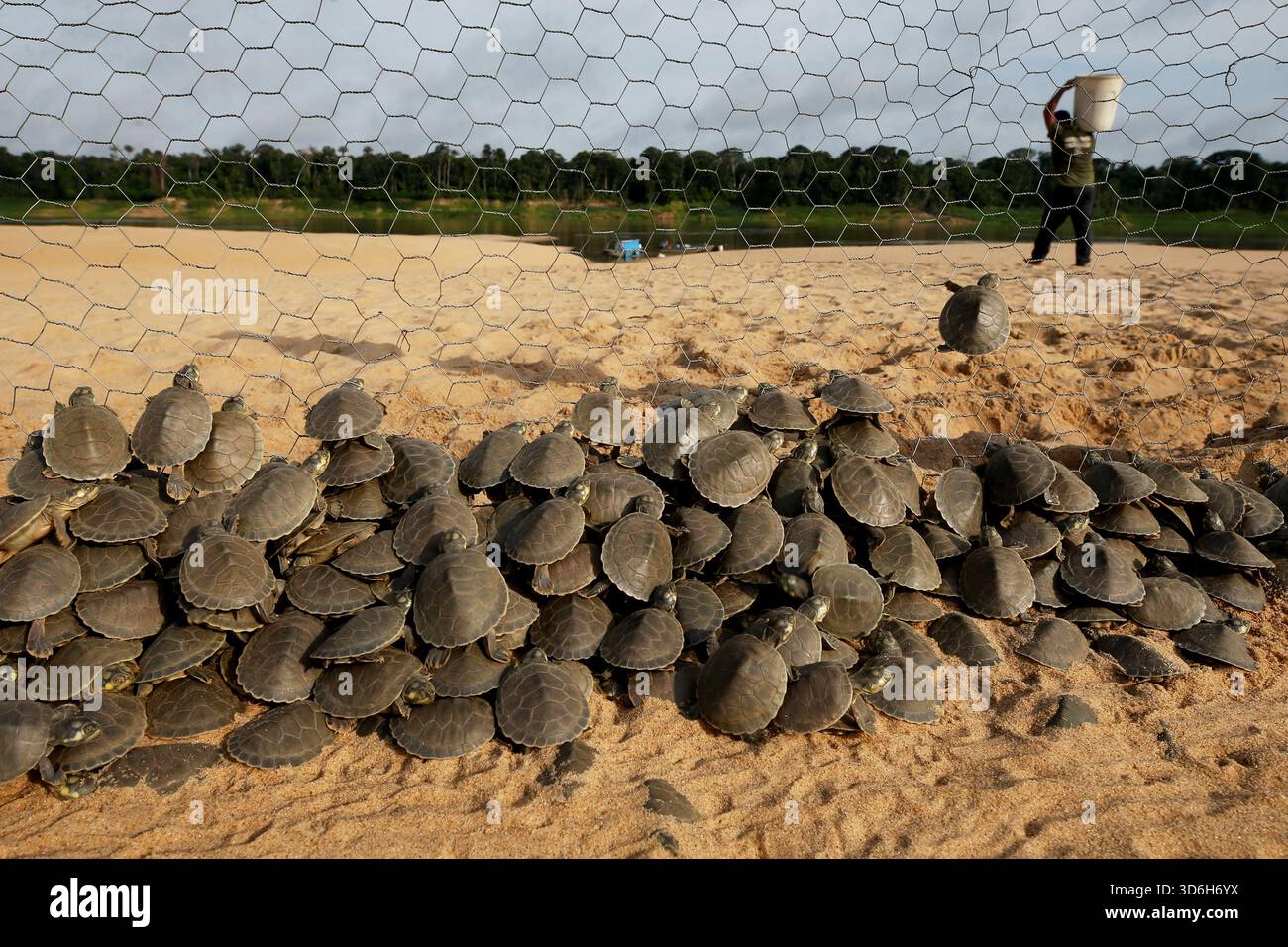 Turtle hatchlings (podocnemis expansa) wait to be released at the ...