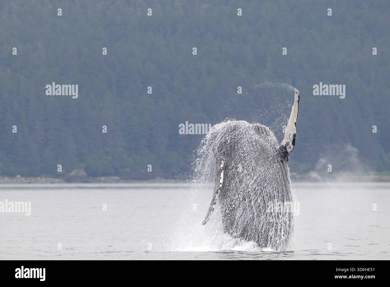 Humpback whale (Megaptera novaeangliae), Point Adolphus, Gustavus ...